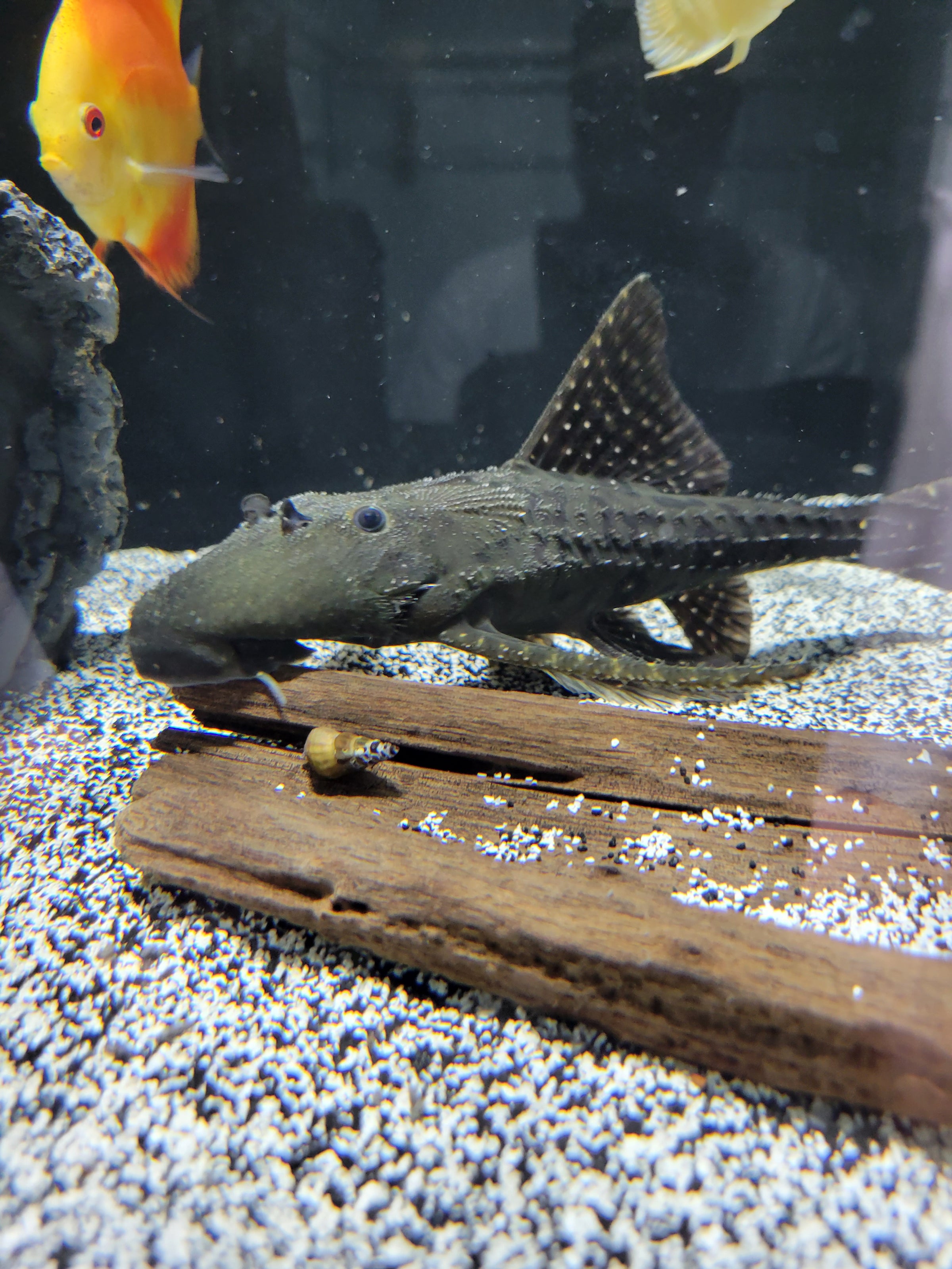 Home | Fish Fix - Tropical Fish Store