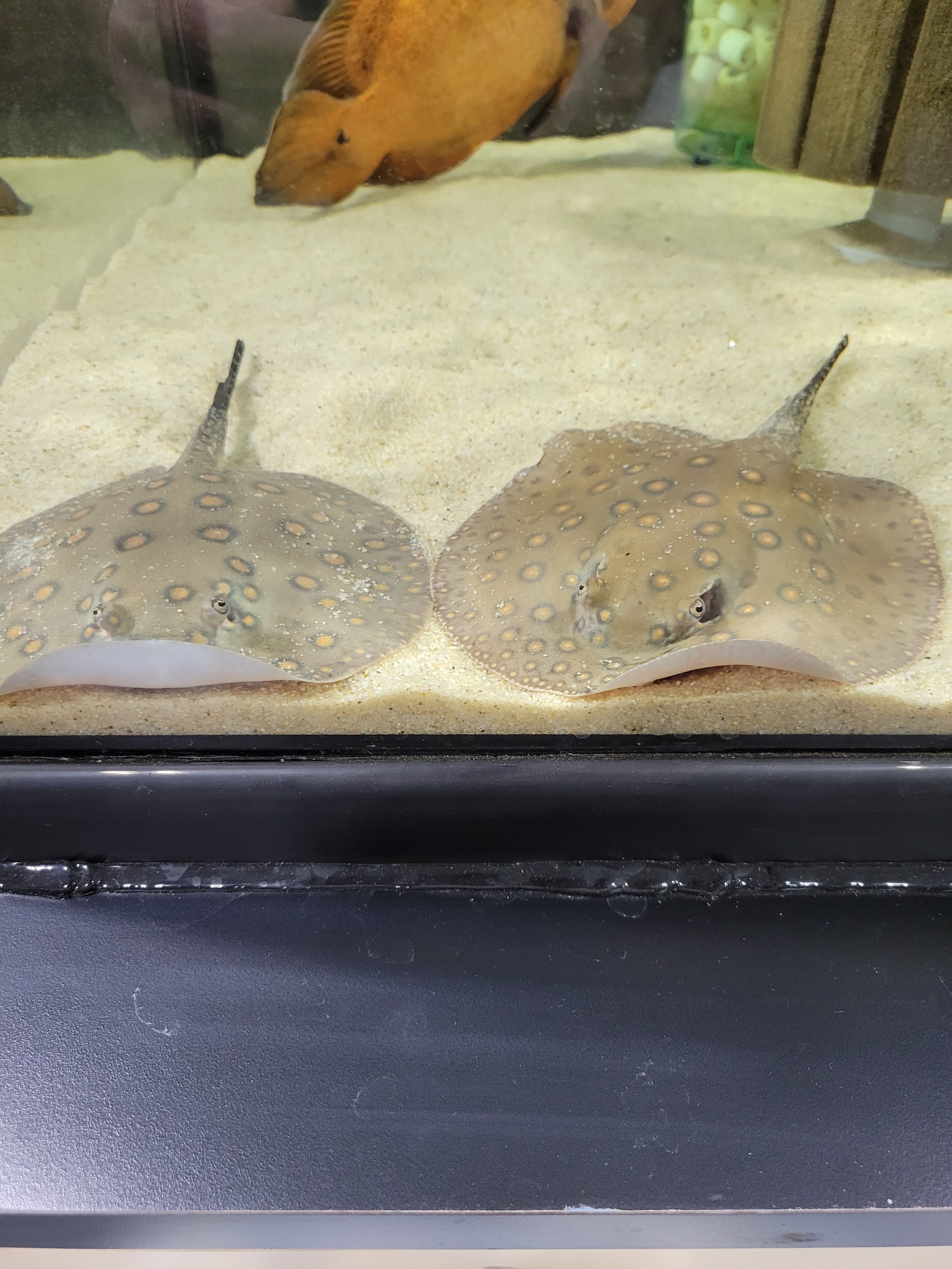 Home | Fish Fix - Tropical Fish Store